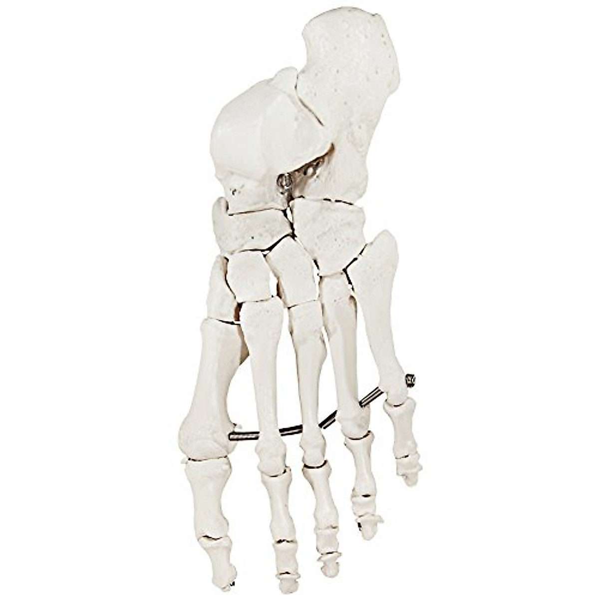 Axis Scientific Skeletal Foot | Left | Fully Articulated Flexible Foot Skeleton is Secured with Quality Wire to Demonstrate Movement | Includes Product Manual