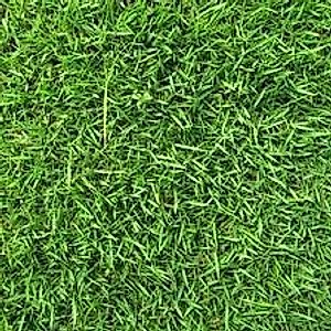 The Dirty Gardener Zenith Zoysia Grass Seed - 1 Pound
