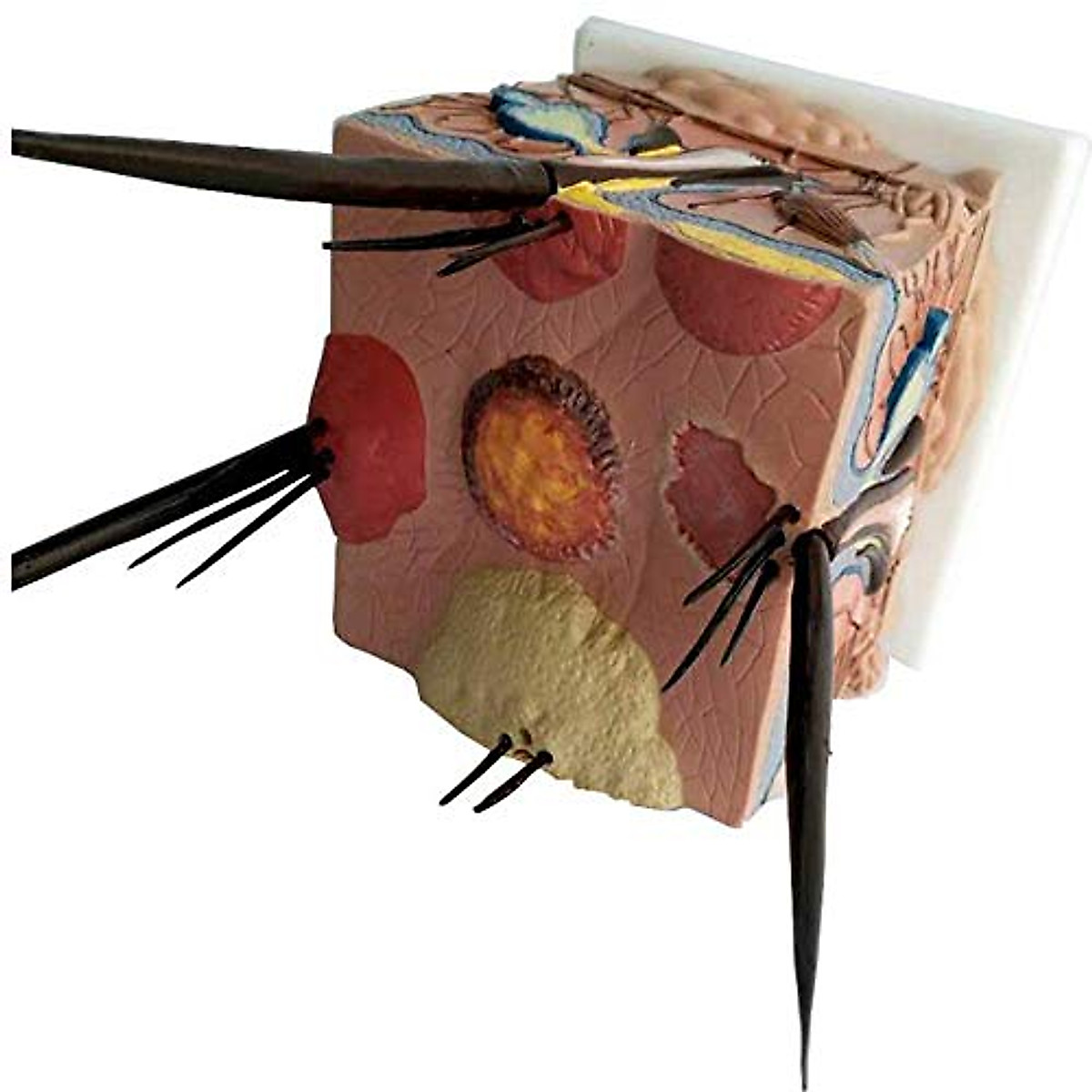 Anatomy Model Anatomical Canine Skin Model, Dog Pathological Skin Model PVC Material Medical Education Teaching Model, Laboratory Equipment