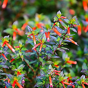 YEGAOL Garden 15Pcs CUPHEA Seeds Cigar Plant Firecracker Plant Cuphea Ignea Perennial Annual Deer Resistant Non-GMO Flower Seeds Potted Garden Plant