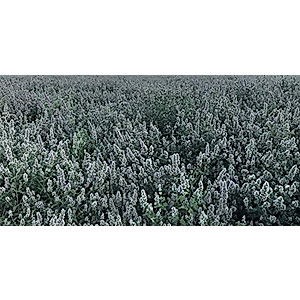 From The Field Ultimate Blend Silver Vine/Catnip Mix Tub 3.5 oz/Large,white