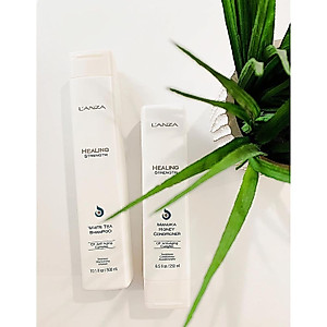 L'ANZA Healing Strength White Tea Shampoo, Shampoo For Dry, Damaged Hair, Boosts Shine, Strengthens, Protects and Restores Weak, Fragile, and Aged Hair Against Split Ends & Frizz Control (10.1 Fl Oz)