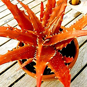 Dichondra Fresh 100pcs Edible Aloe Vera Plant Seeds for Planting Orange