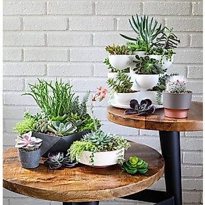 The HC Companies 6 Inch Round Capri Succulent Pot - Decorative Indoor Plastic Planter with Drainage, Vanilla Bisque