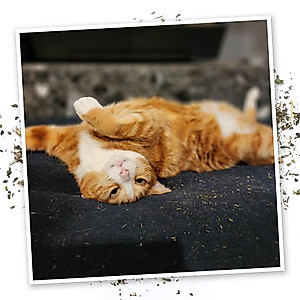 Meowijuana | Sleepy Time Bundle | Get Hung Refillable Moon and Stars Toy and Mice Dreams Catnip Blend| Promotes Play and Cat Health | Includes North American Organic Catnip