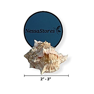 NessaStores - Pink Murex Phyllonotus erythrostomu Hermit Crab Sea Shell 2" - 3" #JC-039 (6 pcs)