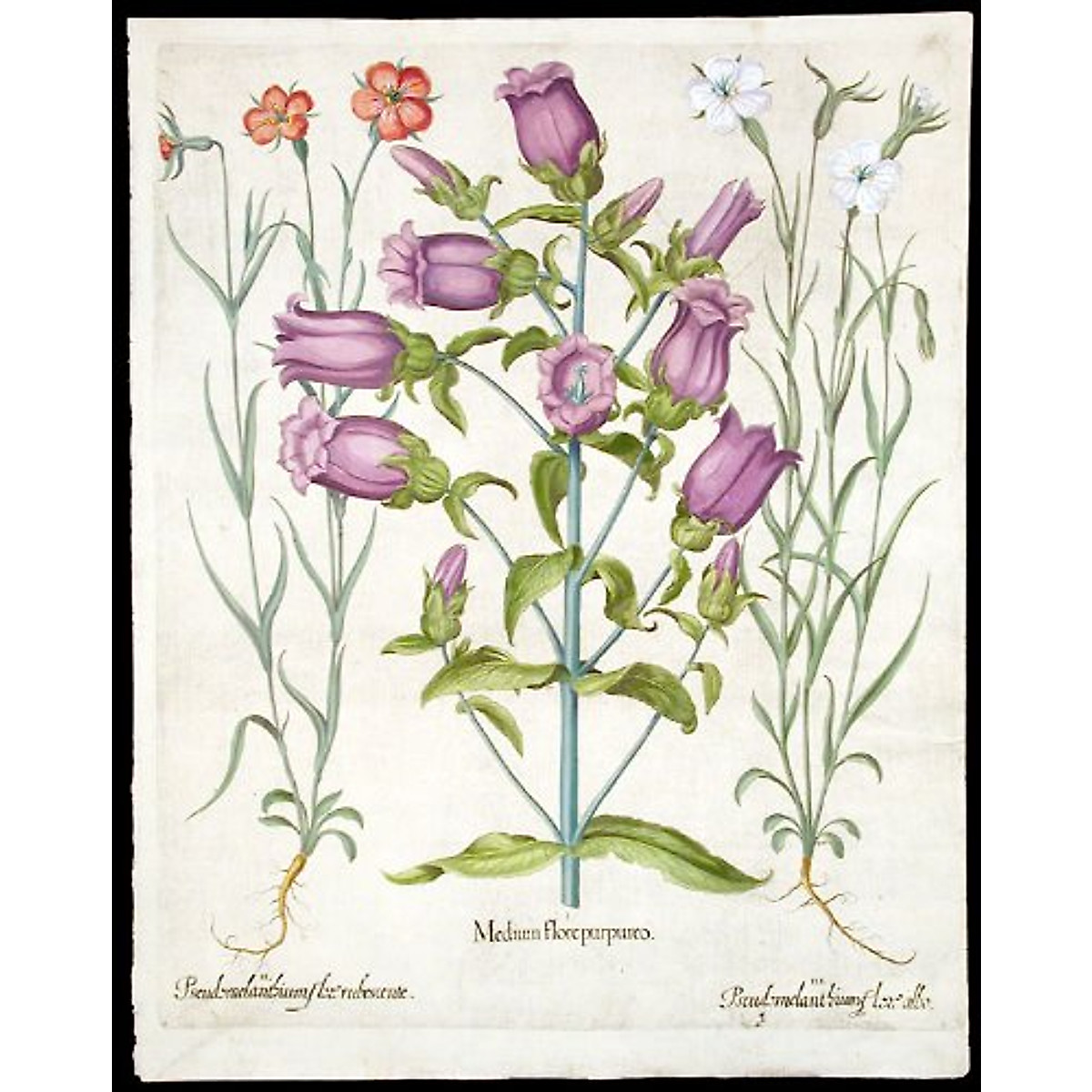 [Dark blue canterbury bells] Medium flore purpureo; [Corn cockle] Pseudomelanthium flore rubescente; [White corn cockle] Pseudomelanthium flore albo