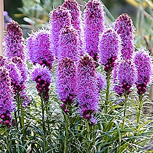 QAUZUY GARDEN 500 Seeds Blazing Star Seeds Purple Dense Blazing Star Gay Feather Liatris Spicata Flower Seeds- Beautiful Hardy Flowers - Attract Pollinators& Low Maintain