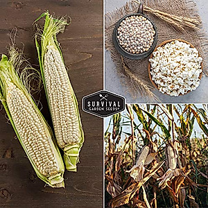 Survival Garden Seeds - Japanese Hulless Popcorn Seed for Planting - Packet with Instructions to Plant and Grow Delicious Kernel Popcorn in Your Home Vegetable Garden - Non-GMO Heirloom Variety