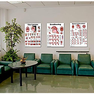 Anatomy Posters for SLP (Larynx, Swallowing, Speech Articulation 24x36)