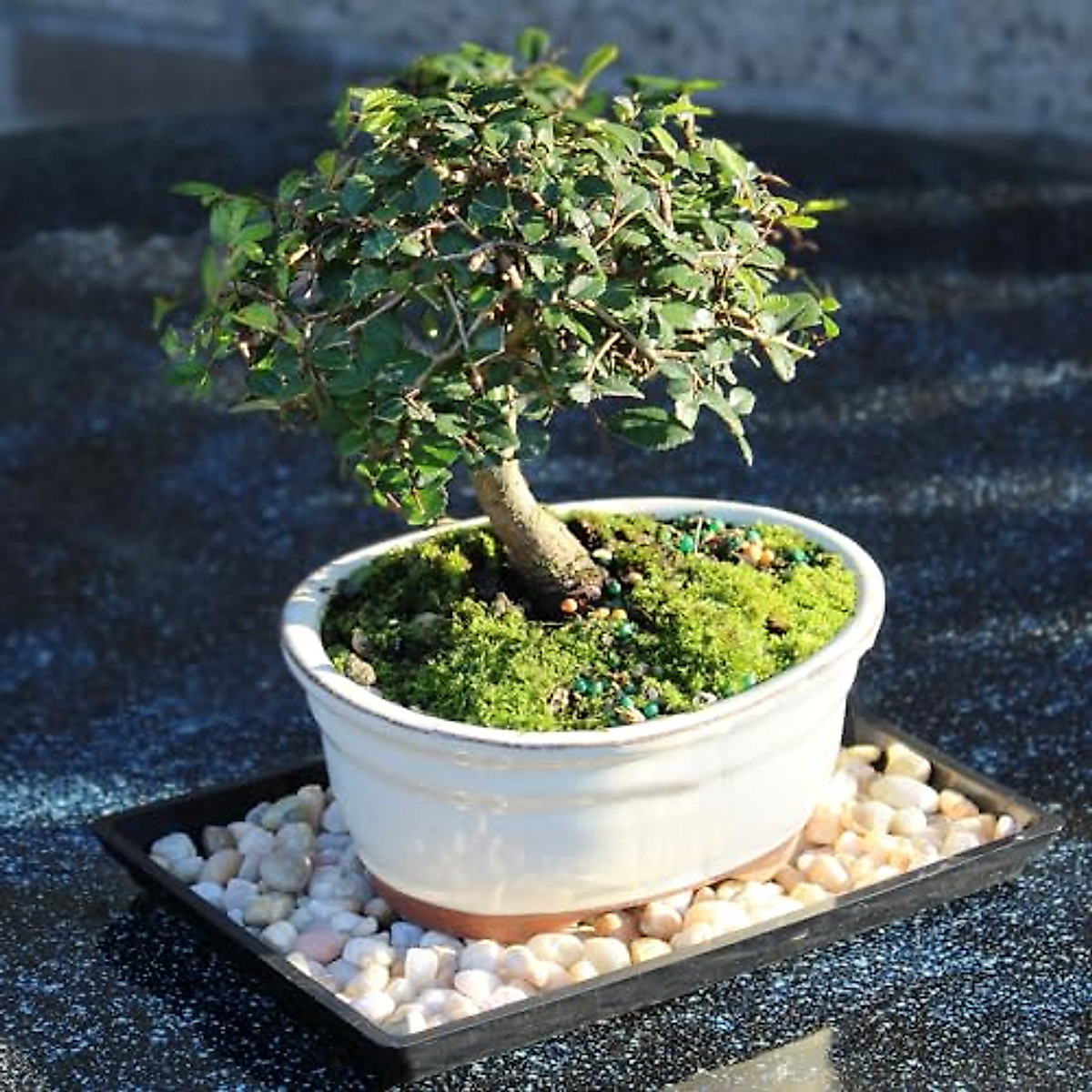 Brussel's Live Chinese Elm Outdoor Bonsai Tree - 5 Years Old; 10" to 14" Tall with Decorative Container, Humidity Tray & Deco Rocks