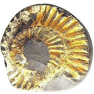 phoenix888 XUETZALCOATL Surya Laxmi Maha Vishnu Buddha Dev Shaligram Nepal Kali Gandaki