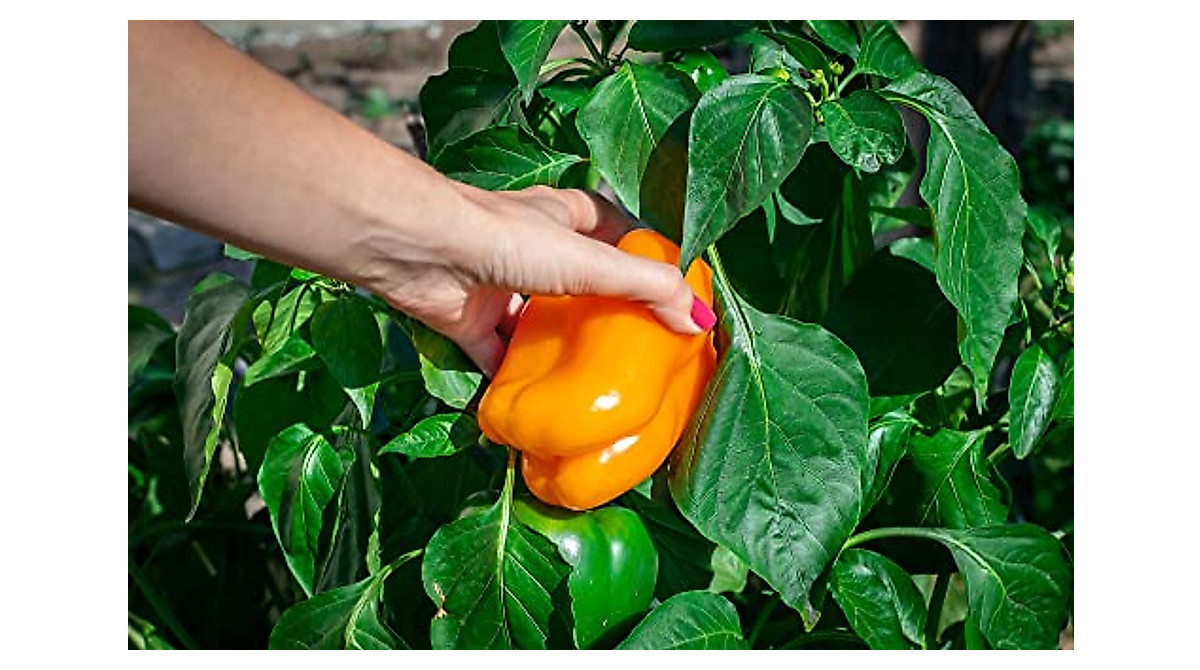 Rainbow Blend Sweet Bell Pepper Seeds - Non-GMO Heirloom Planting