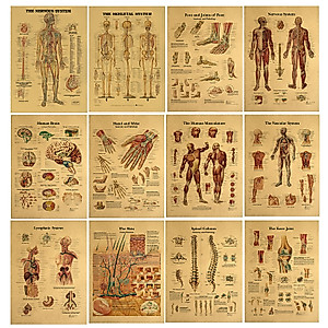 HUAHA Vintage Anatomical Poster Set - Photos Wall Decor - Anatomical Medical Art Set of 12 (16.5 inches x 12 inches)