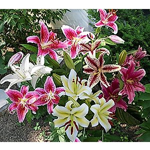 Mixed Oriental Lilies (8 Pack of Bulbs) - Freshly Dug Lily Flower Bulbs