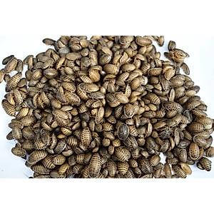 Dubia Roaches Small 25