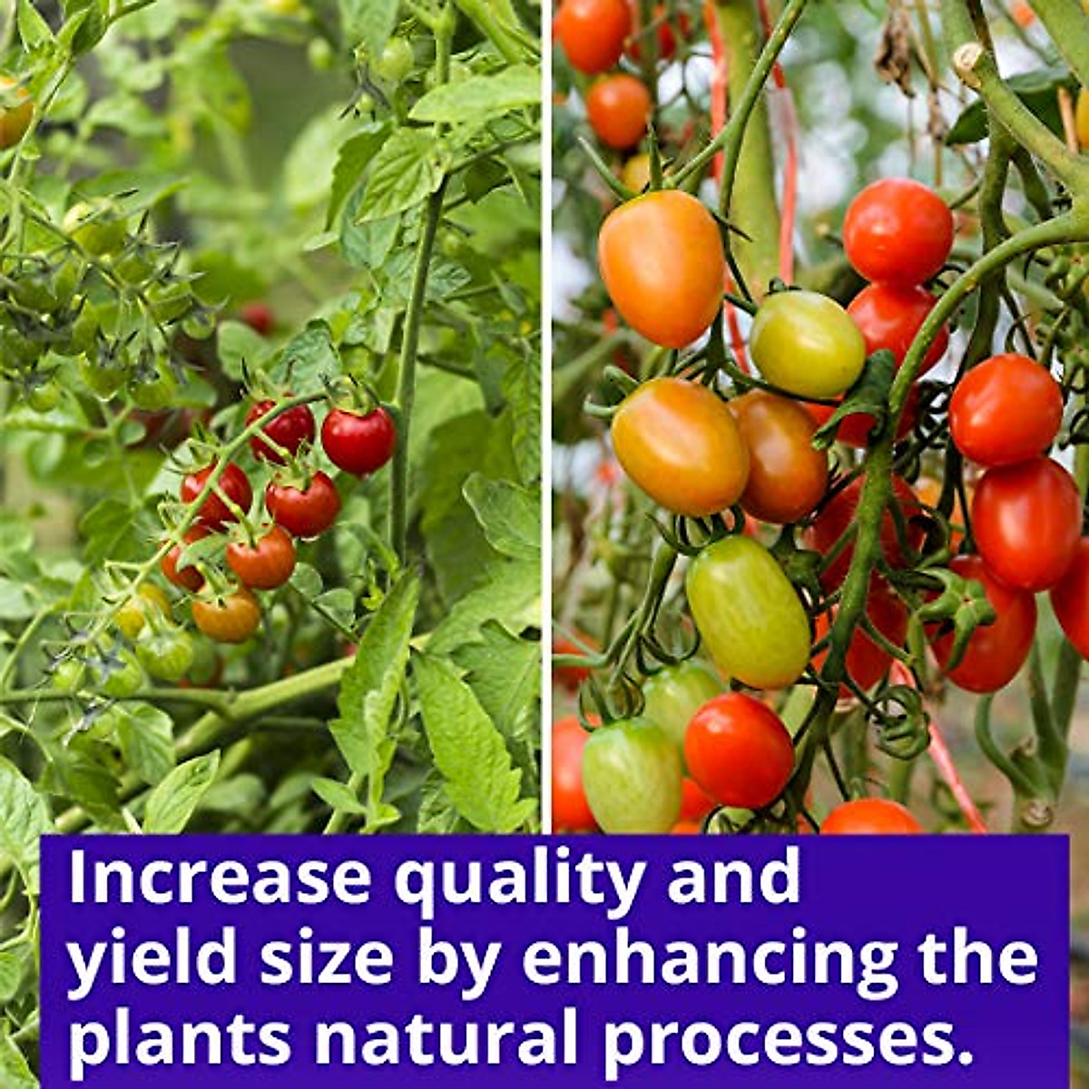 Humboldts Secret Sweet & Sticky – Carbohydrate and Saccharide Energy Source – Enhance Aroma and Flavor of Plants – Potting Soil for Indoor Plants – Energy for Plants – 32 Ounces