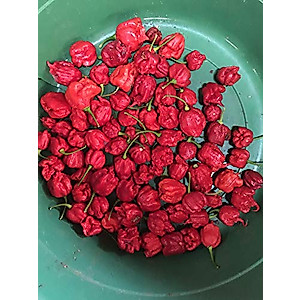 1150A-Trinidad Scorpion Moruga Pepper (Capsicum chinense) Seeds by Robsrareandgiantseeds UPC0764425787792 Bonsai,Non-GMO,Organic,Historic Plants,Sacred, 1150-A Package of 25 Seeds