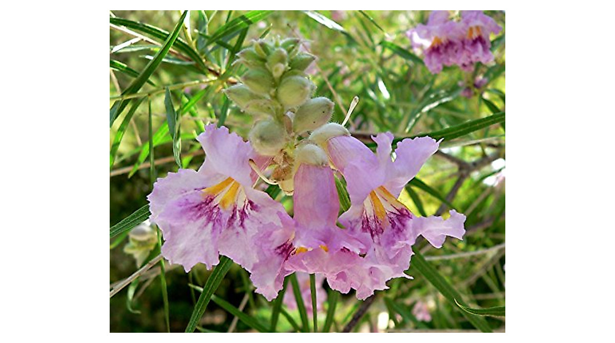 Desert Willow Tree Seeds - Grow Beautiful Pink Flowers