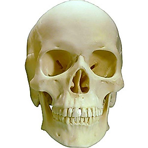 Life-Size Human Skull Anatomy Medical Studies Replica, Model 3093001