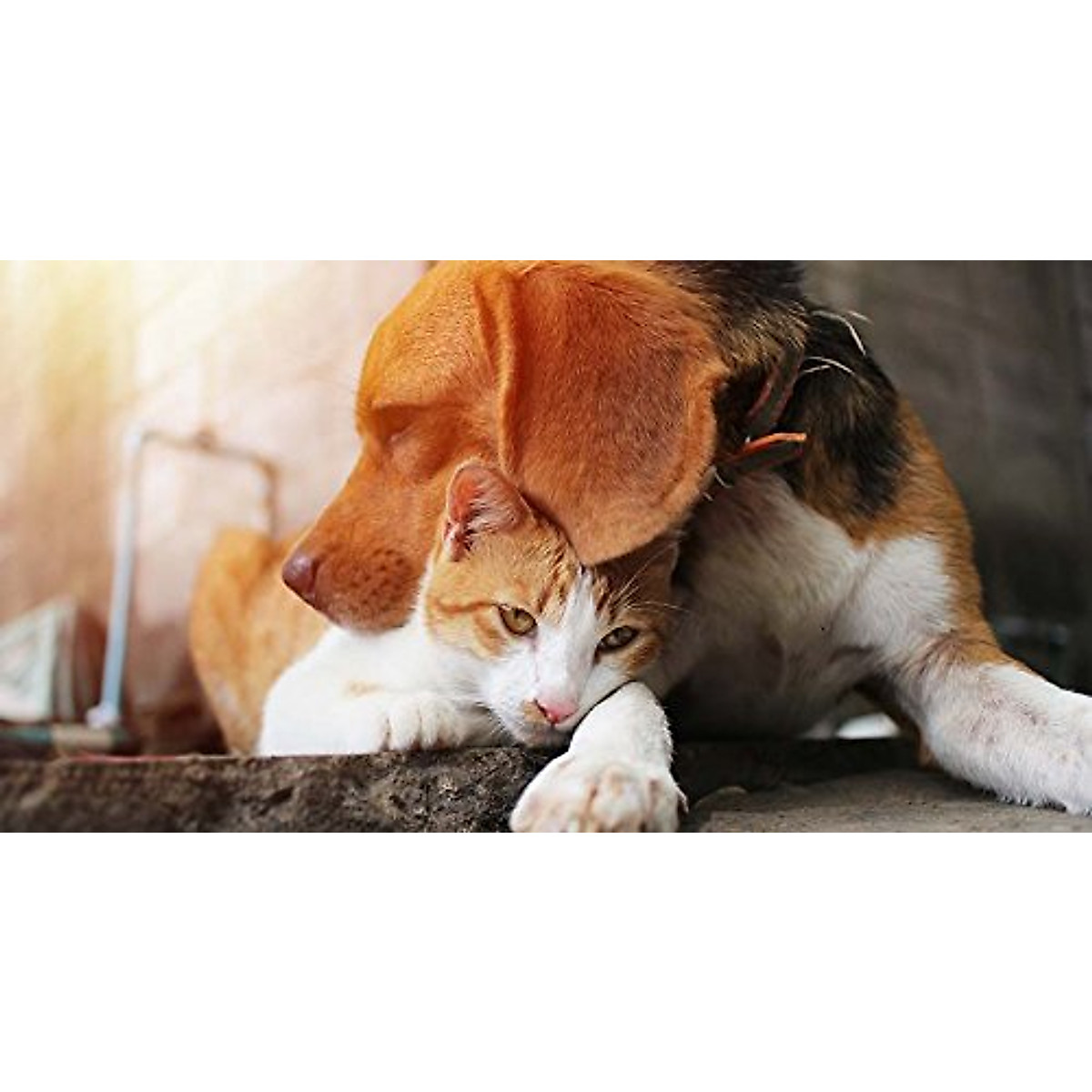 cat Urinary Tract Health Supplements - Best Urinary Tract Support - CAT and Dog Treats - Natural Way - Cranberry Supplements for Cats - 180 Treats (2 Bottle)