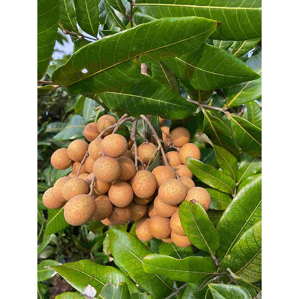 Longan Tree Live Plant, Longan Fruit Tree Seedlings 6 to 10 Inc Height ...