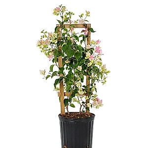 Live Plant Bougainvillea Vine Plant Assorted Colors 6" Pot with Trellis