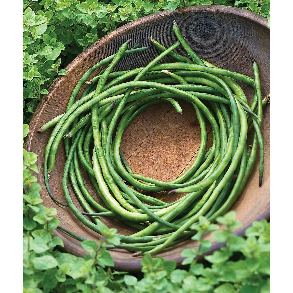 Burpee Yardlong Asparagus Pole Bean Seeds 1 ounces of seed