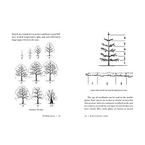 How to Read a Tree: Clues and Patterns from Bark to Leaves (Natural Navigation)