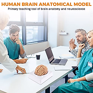 WICHEMI Human Brain Model 9-Part Model of Brain Life Size Brain Anatomy Model w/Display Base for Teaching Neuroscience with Vessels Science Classroom Study Display Learning Medical Model
