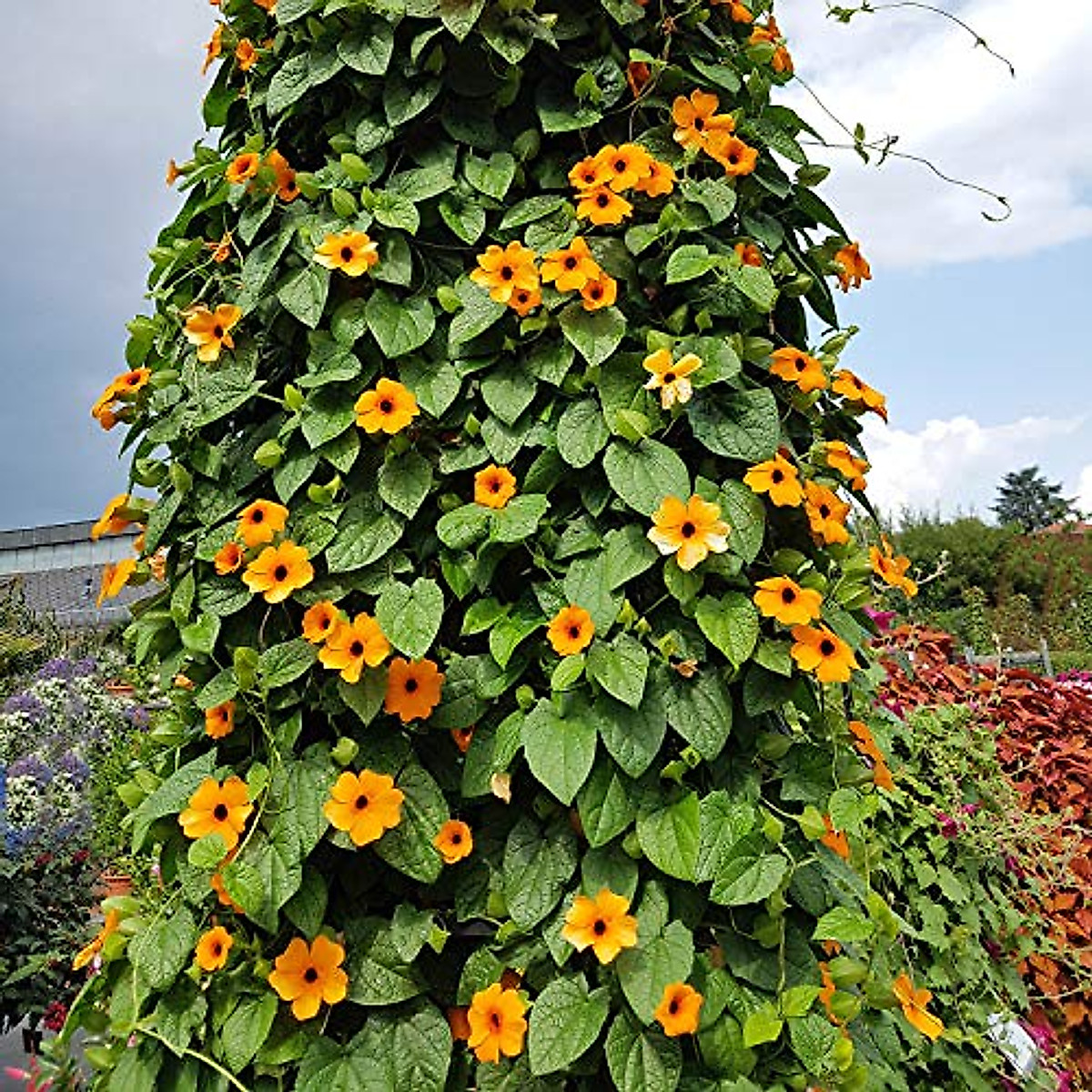 Outsidepride Thunbergia Orange Black-Eyed Susan Climbing & Vining Plants - 100 Seeds