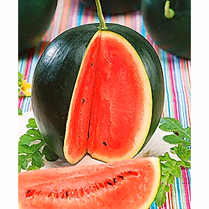 CEMEHA SEEDS Watermelon Black Beauty Early Rare Giant Fruit Heirloom Organic Non-GMO