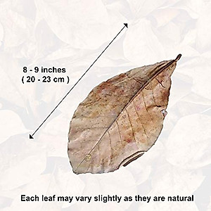 SunGrow 10 Pcs Large Catappa Indian Almond Leaves for Fish Aquarium Tank, 8-Inches, Leaf for Successful Breeding & Creating Rainforest Environment, Water Conditioner Leaves for Shrimps, Betta
