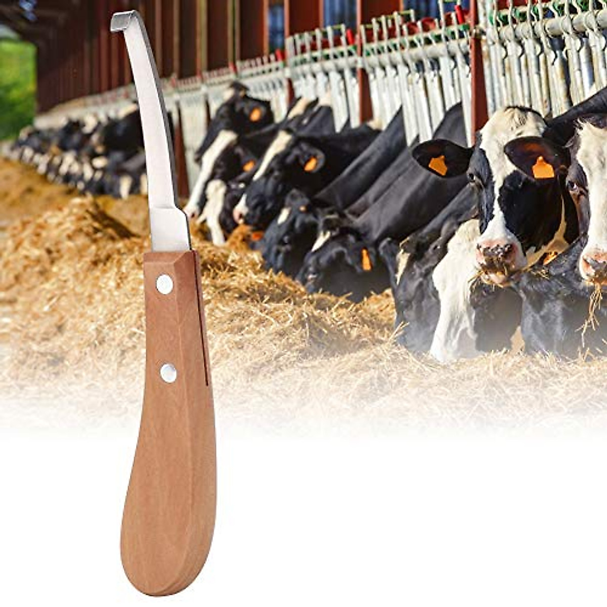Vensans Straight Blade Shape Carbon Steel Hoof Knife, Trimming Tool for Cattle Horse Use(Right Hand)