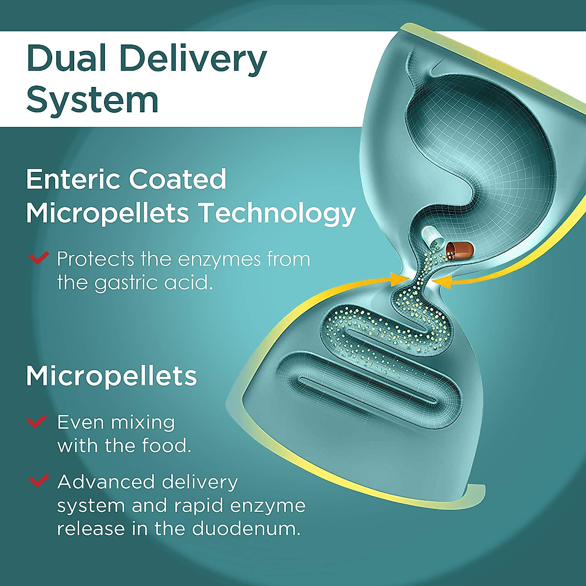 Micrazym AVVA Pharmа Pancreatic Enzymes - 25,000 USP Effective Pancreatic Enzyme Supplements - Digestive Enzymes for Digestion - 50 Fast-Acting Capsules with Amylase, Lipase and Protease