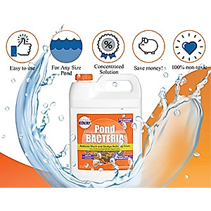 PondWorx Pond Bacteria - Formulated for Large Ponds, Water Features and Safe for Koi - Gallon