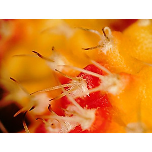 Celestron 44314 FlipView Handheld LCD Microscope (Grey)