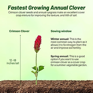 Outsidepride Crimson Clover Seeds - 10 lbs. Annual, Nitrocoated, & Inoculated Ground Cover Seeds, Ideal Clover Seed for Lawn, Cover Crop, Pasture, Hay, Green Manure & Wildlife Forage