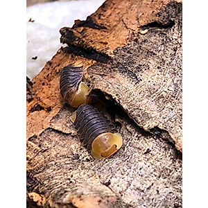 Bugzy Bugs Rubber Ducky Cubaris Isopods 5 Count Roly Poly Cleanup Crew for Insects Terrarium Reptile Pet Food