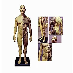 Aries Outlets USA 30CM Human Anatomical Anatomy Skull Head Body Muscle Bone Resin Model Male Golden