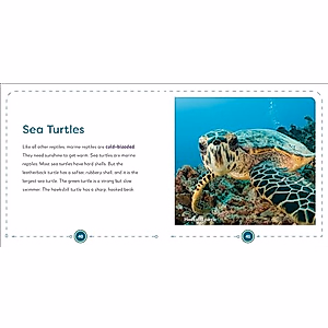 My First Book of Ocean Animals: All About Marine Wildlife for Kids