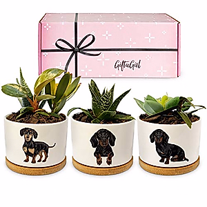 GIFTAGIRL Dachshund Gifts for Women - Pretty Weiner Dog Gifts for Women, Decor Perfect for Any Occasion, Our Planter Pots are Cute Daschund Wiener Gifts for Women and Arrive Beautifully Gift Boxed