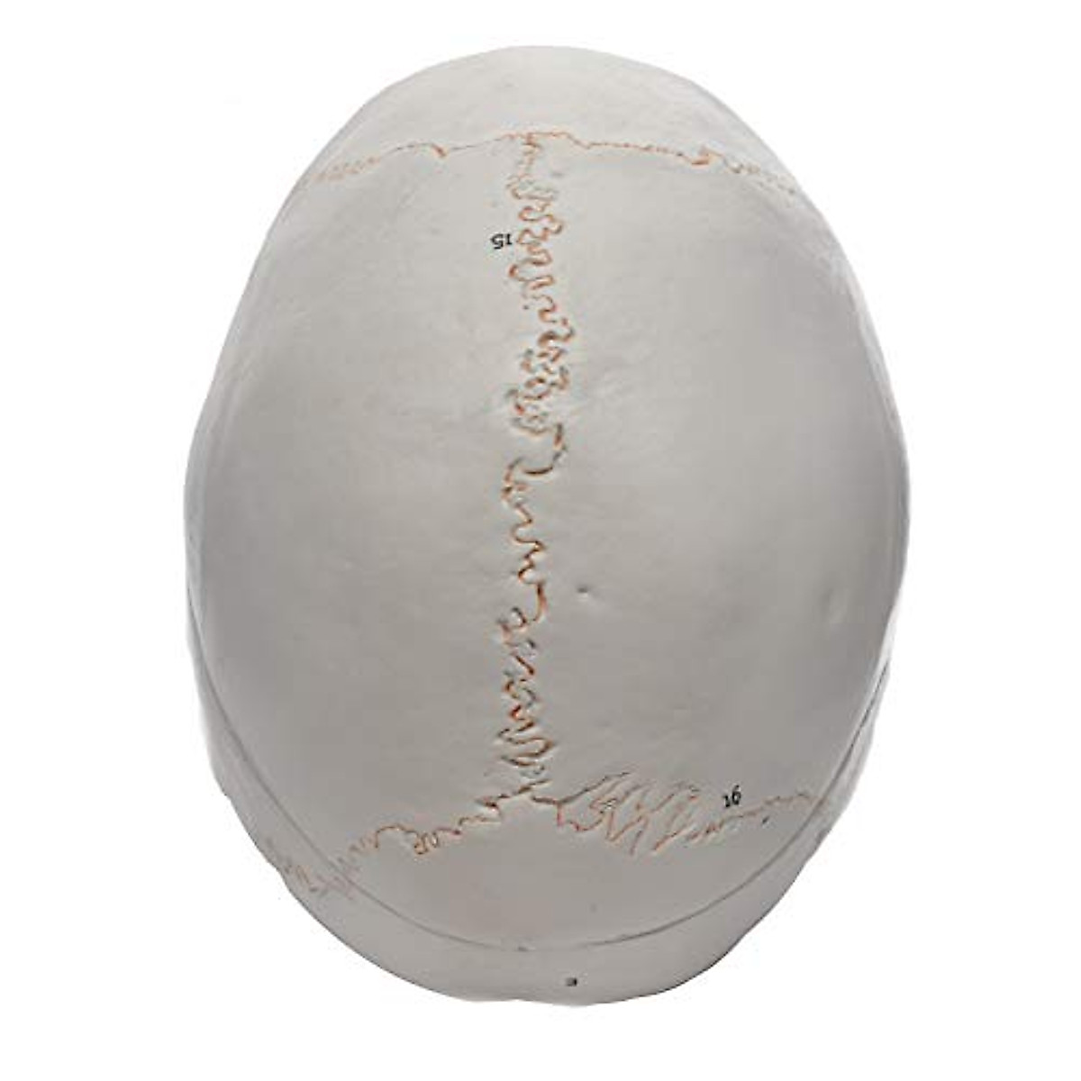 EISCO Numbered Human Skull Model - Medical Quality - 3 Parts w/Removable Calvaria, Articulated Mandible, Painted Sutures, 55 Numbered Features - Anatomy Skull, Plastic Skull Replica, Life Size Skull