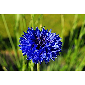 200 Dwarf Bachelor Button Seeds for Planting - Heirloom Non-GMO USA Grown Cornflower Seeds for Planting - Centaurea Cyanus Blue Flowers by RDR Seeds