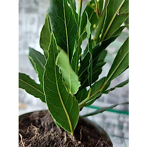 2 Live Plants Laurus Nobilis Bay Leaf Tree Bay Laurel Or Sweet Bay Plant 5 to 6 in Tall