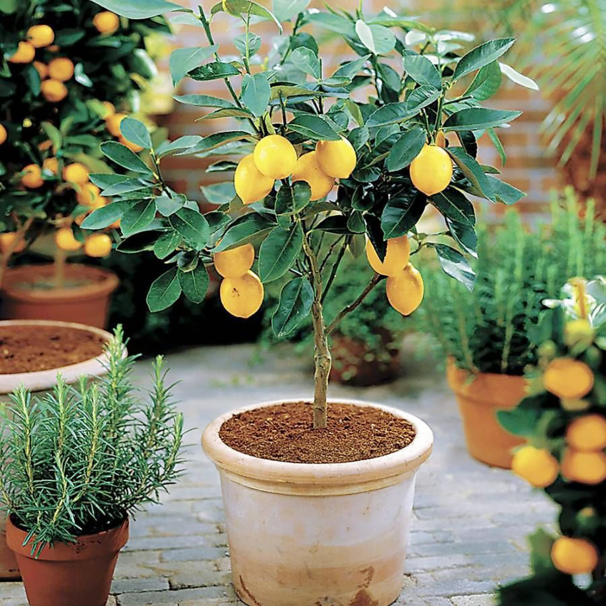 YEGAOL Garden Dwarf Lemon Tree Seeds 50Pcs Fruit Seeds Non-GMO Organic Self-Pollinating Fragrant Indoor Balcony Potted Plant