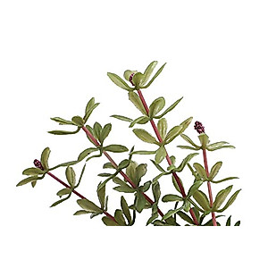 CNZ® 3 Pcs Assorted Lifelike Green Aquarium Plastic Plant Decoration