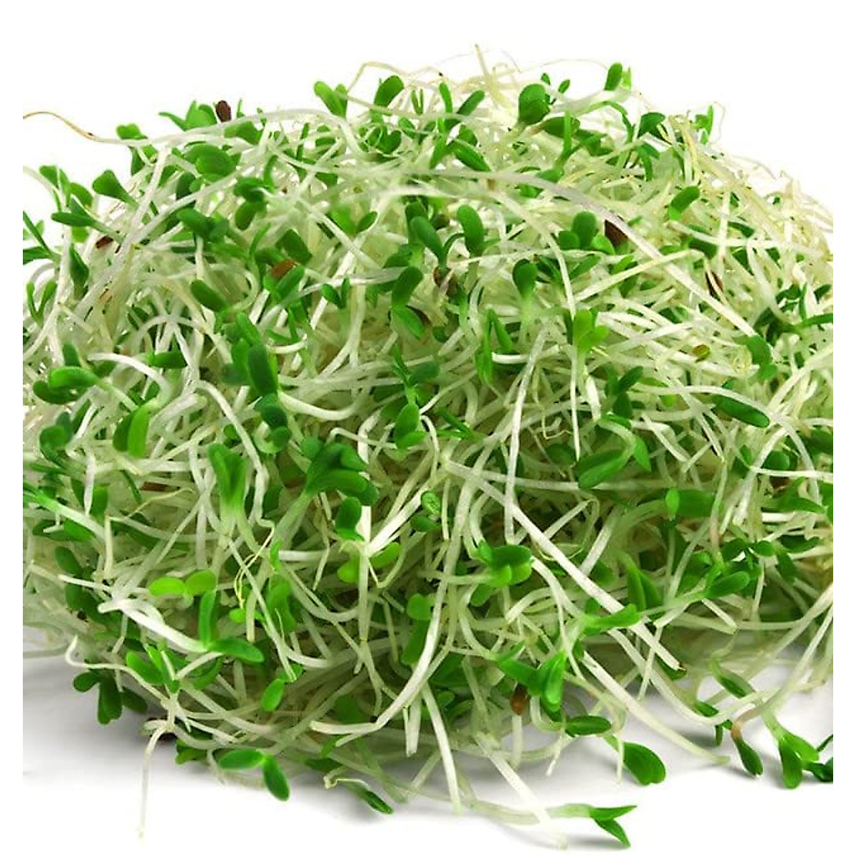 Todd’s Seeds - Alfalfa Sprouting Seeds - 1 Pound Bulk Alfalfa Seeds - Fast Growing Seeds with High Sprout Germination