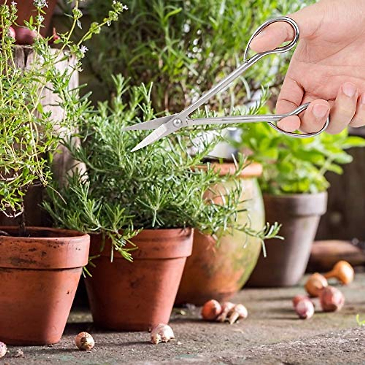 A sixx Stainless Steel Scissors,Bonsai Scissors Bonsai Shear Long Handle Scissors 185mm Japanese Bonsai Garden Tool Starter Kit Tian Bonsai Tools