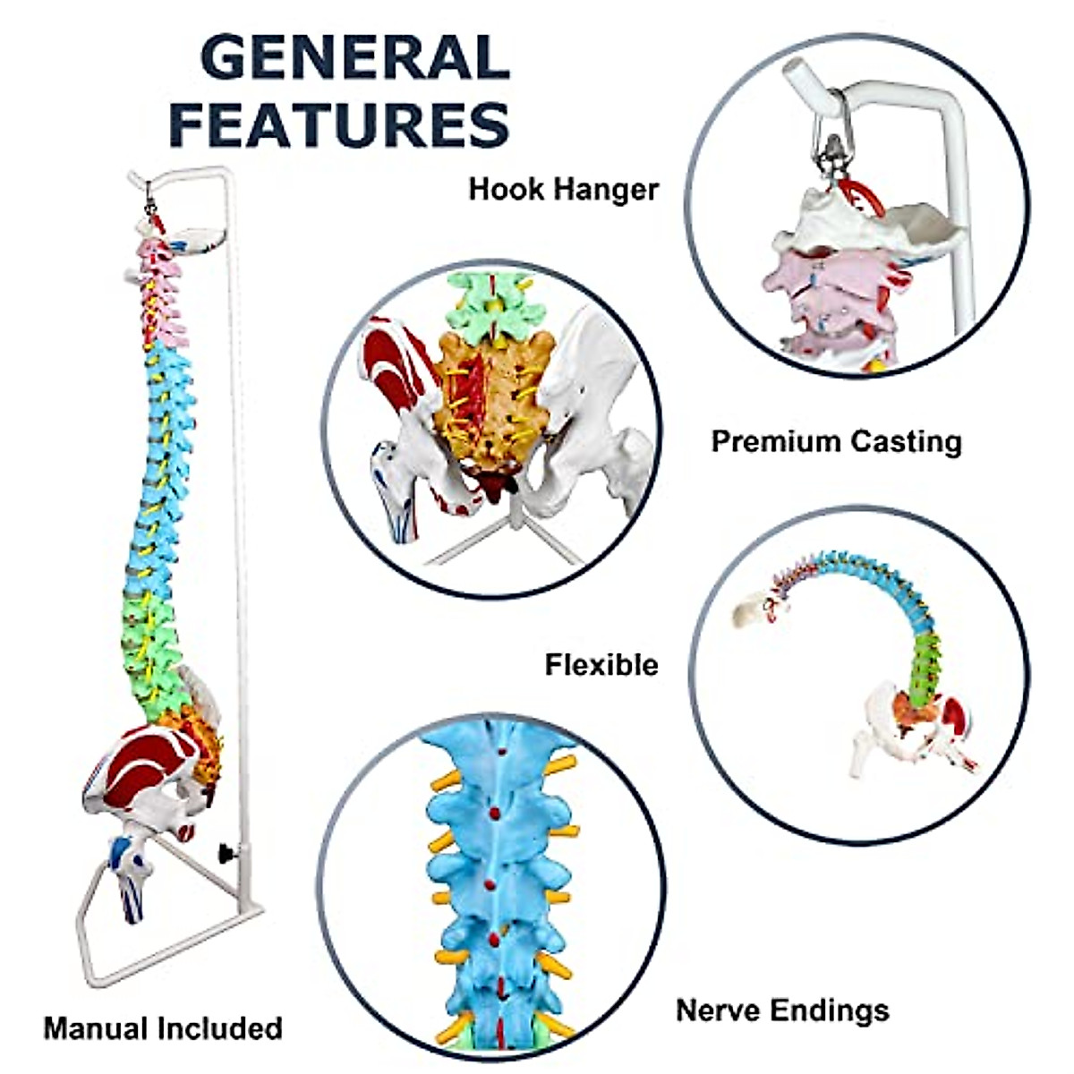 Vision Scientific VAV245 Flexible Spinal Column | 5 Color-Coded | Muscle W Occipital Bone | Sacrum, Coccyx, 24 Vertebrae, Soft Disc | Pelvic Bones & Femur Heads, Arteries, Nerve Endings | W Manual